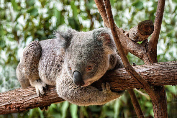Close-up Portrait of a koala hugging a branch in a eucalyptus tree ...
