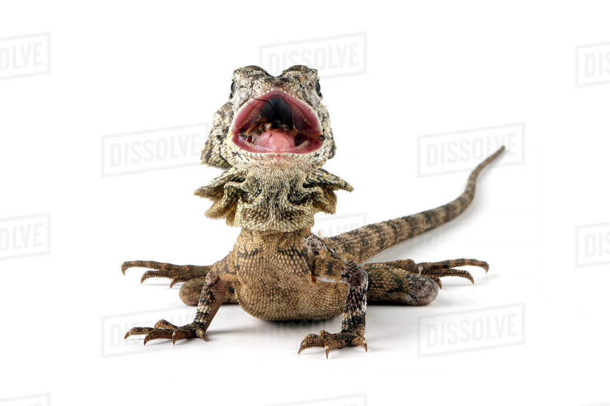 Angry frilled-neck lizard (chlamydosaurus kingii) against a white ...
