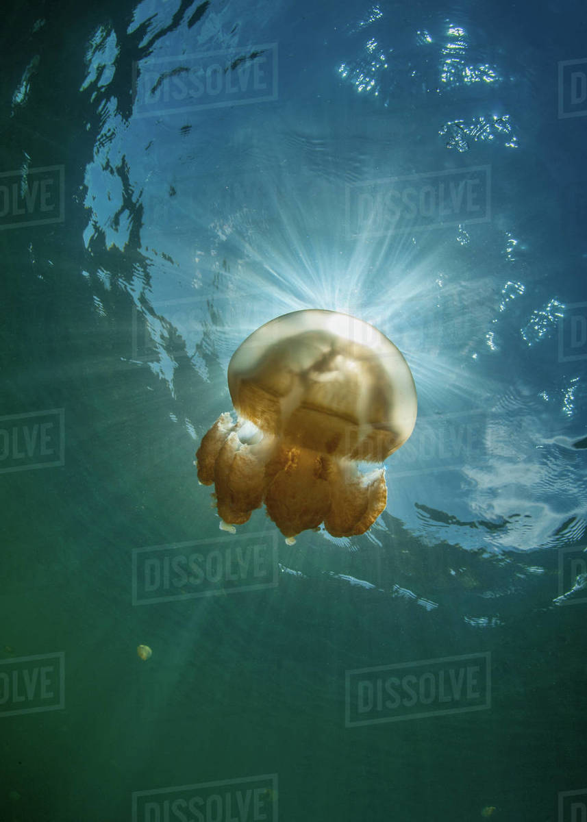 Golden jellyfish, Palau, Micronesia - Royalty-free Stock Photo | Dissolve