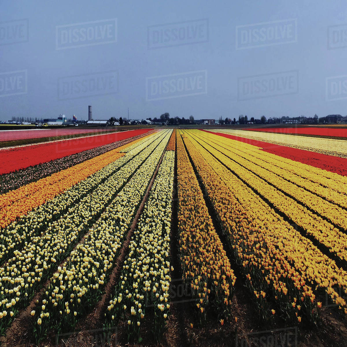 Netherlands, Multi colored field with tulips - Royalty-free Stock Photo ...