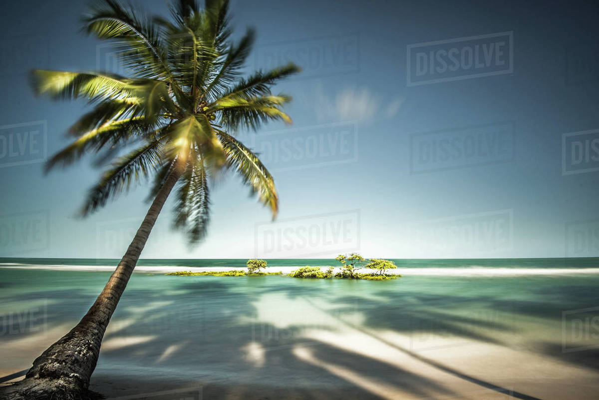 Palm Tree and shadows on a tropical beach, Praia dos Carneiros, Brazil ...
