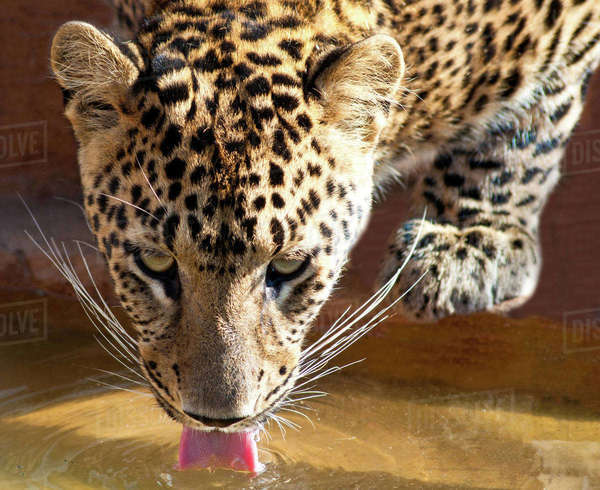 Leopard drinking at waterhole, South Africa - Royalty-free Stock Photo ...