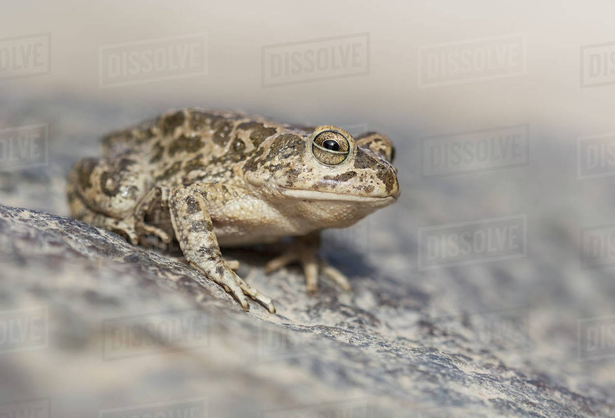Arabian toad (Bufo arabicus), Sharjah, UAE - Royalty-free Stock Photo ...