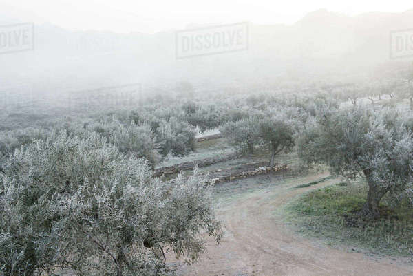 Olive trees covered with frost in Winter, Catalonia, Spain - Royalty ...