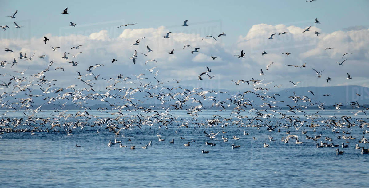 Seagulls and other birds flying over sea, Puget Sound, Washington, USA ...