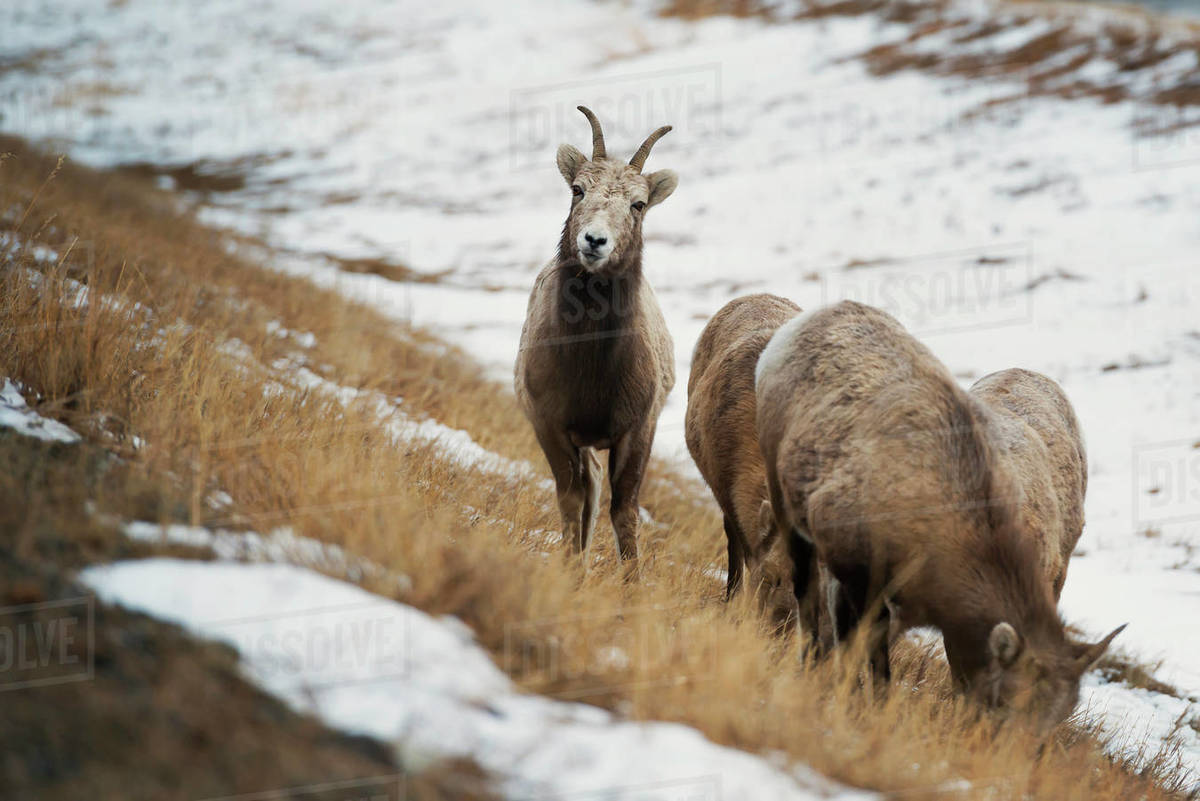 Herd of mountain sheep, Banff, Alberta, Canada - Royalty-free Stock ...