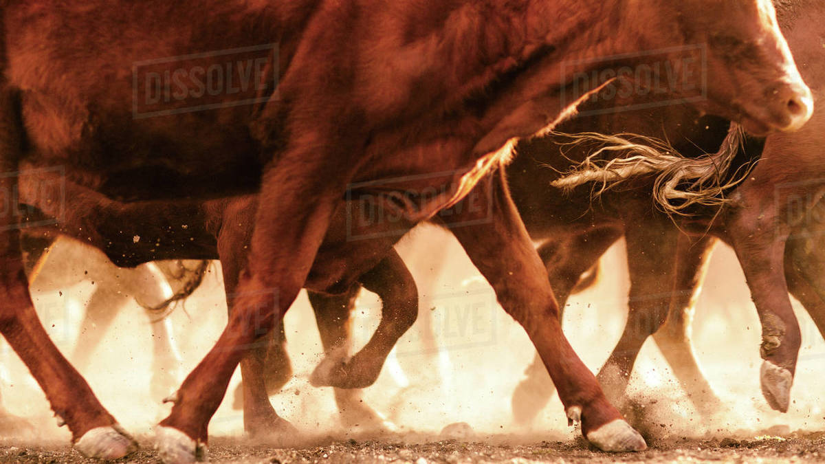 Cattle kicking up dust in outback, Dulacca, Queensland, Australia ...