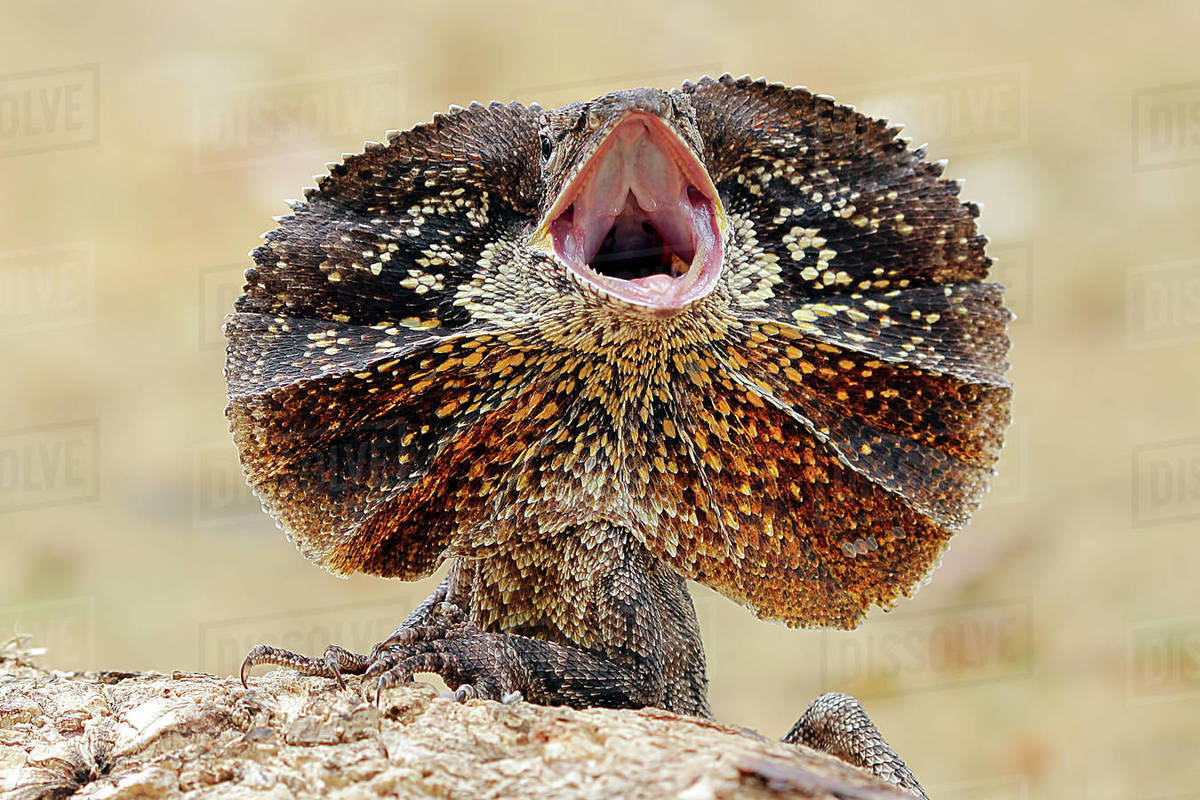 Angry frilled-neck lizard (chlamydosaurus kingii), Australia - Royalty ...