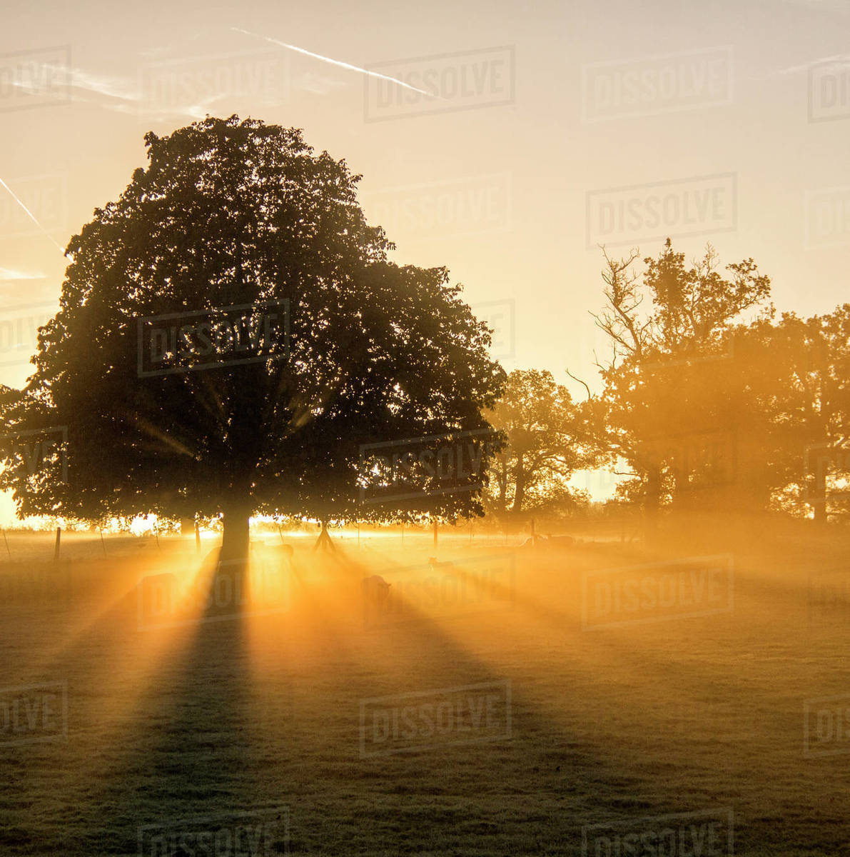 Sunlight streaming through trees in park at sunset, Berkshire, England ...
