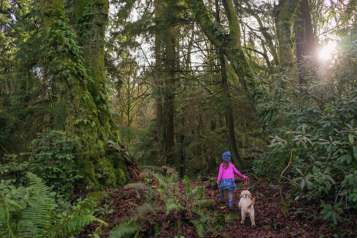 Girl walking in forest with golden retriever puppy dog - Royalty-free ...
