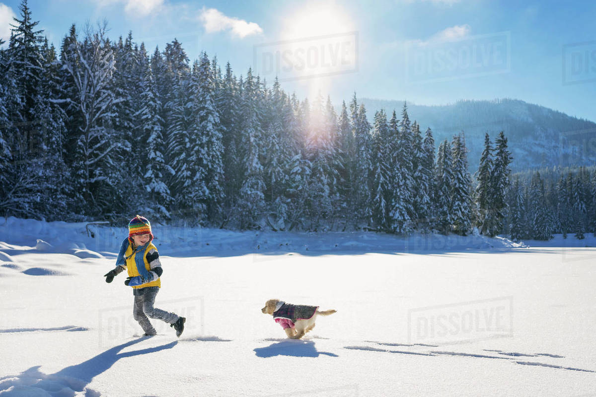 Golden retriever puppy dog running after boy - Royalty-free Stock Photo ...