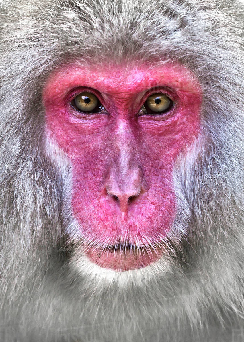 Close-up portrait of a snow monkey, Nagano, Honshu, Japan - Royalty ...