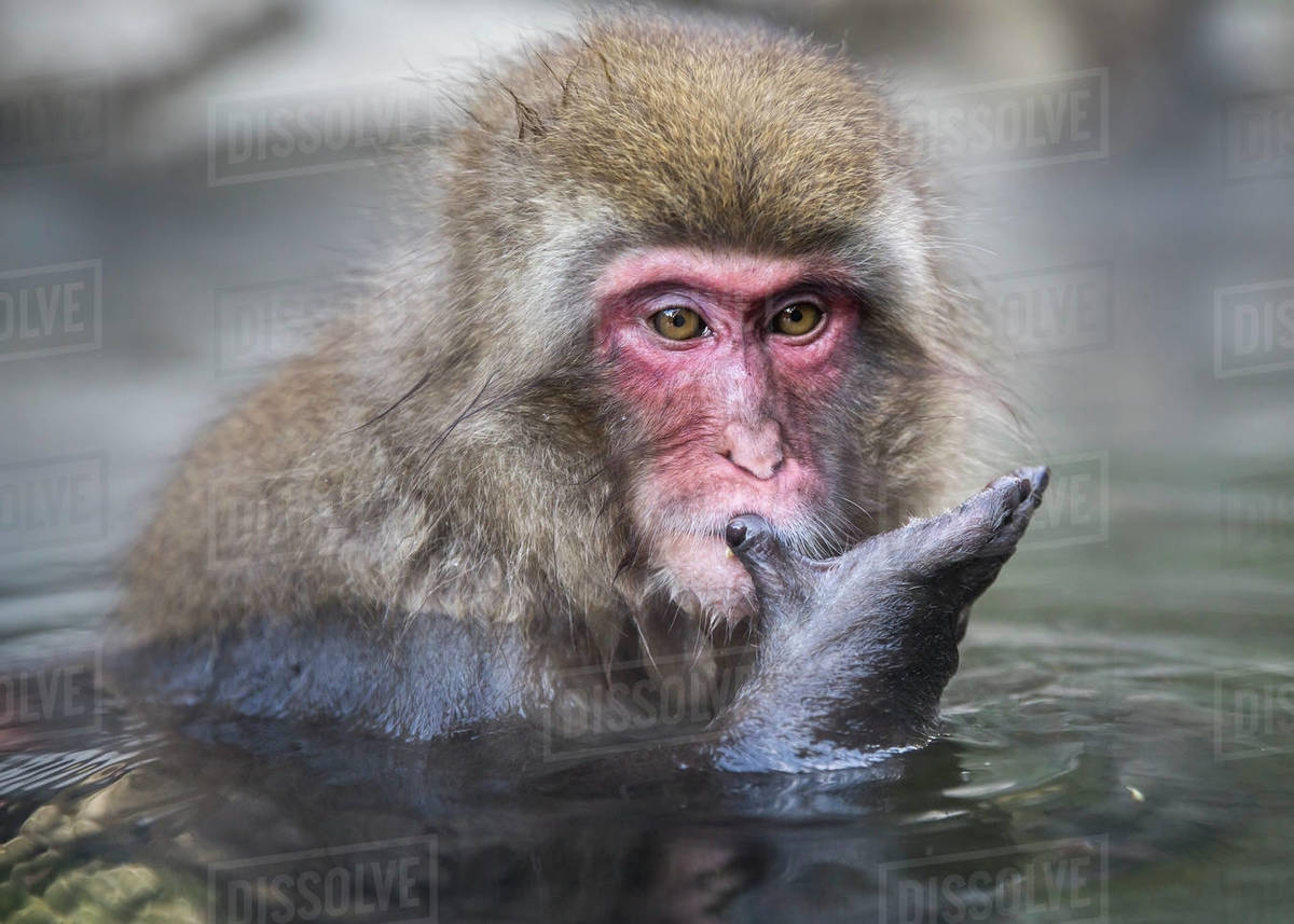 Snow monkey bathing and looking at hand in hot spring, Nagano, Honshu ...