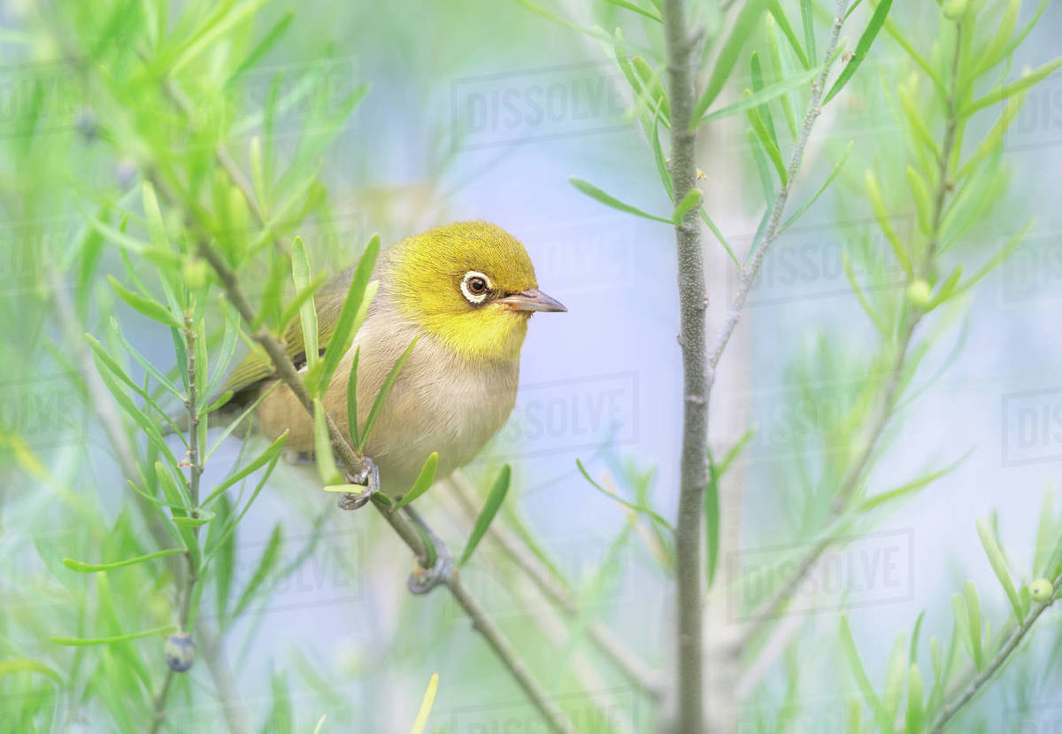 Silvereye (Zosterops lateralis) bird perched on branch, Melbourne ...