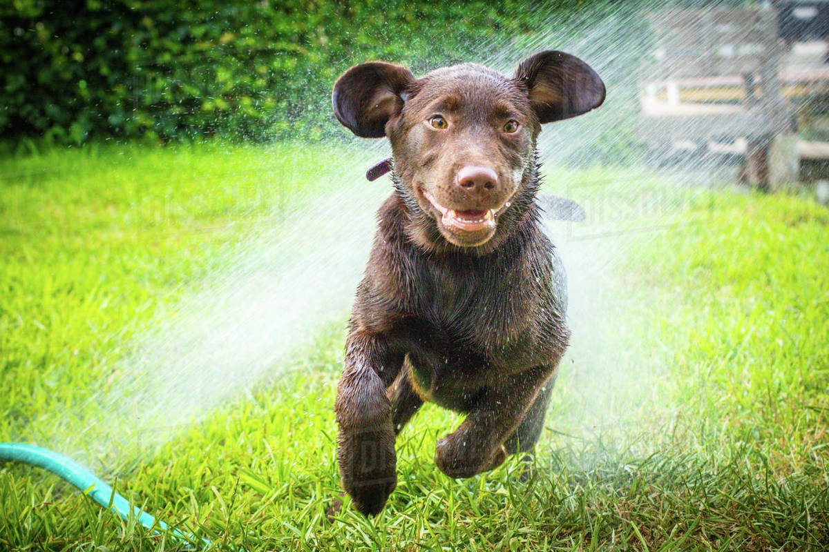 Labrador retriever puppy dog running through water sprinkler - Royalty ...