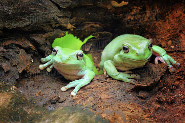 Two javan gliding tree frogs, indonesia - Royalty-free Stock Photo ...