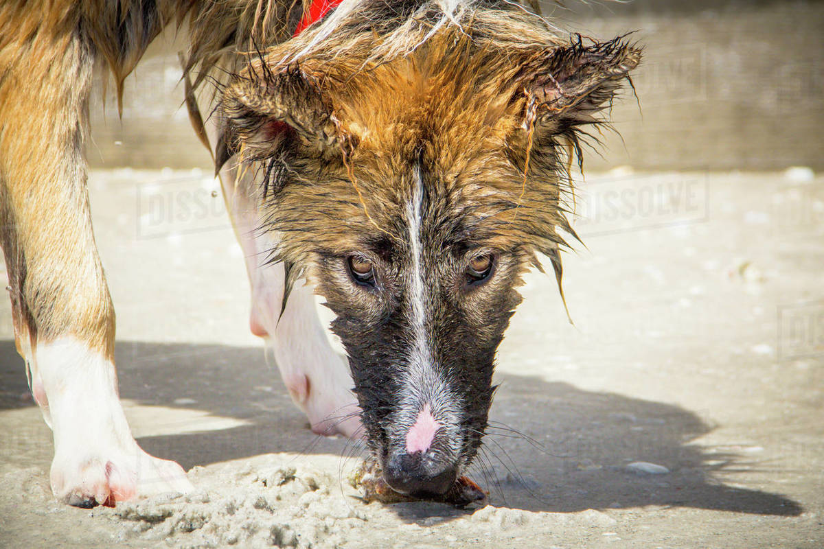 Wet native american shepherd dog on beach - Stock Photo - Dissolve