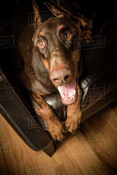 Red warlock doberman pinscher dog sitting on chair - Royalty-free Stock ...