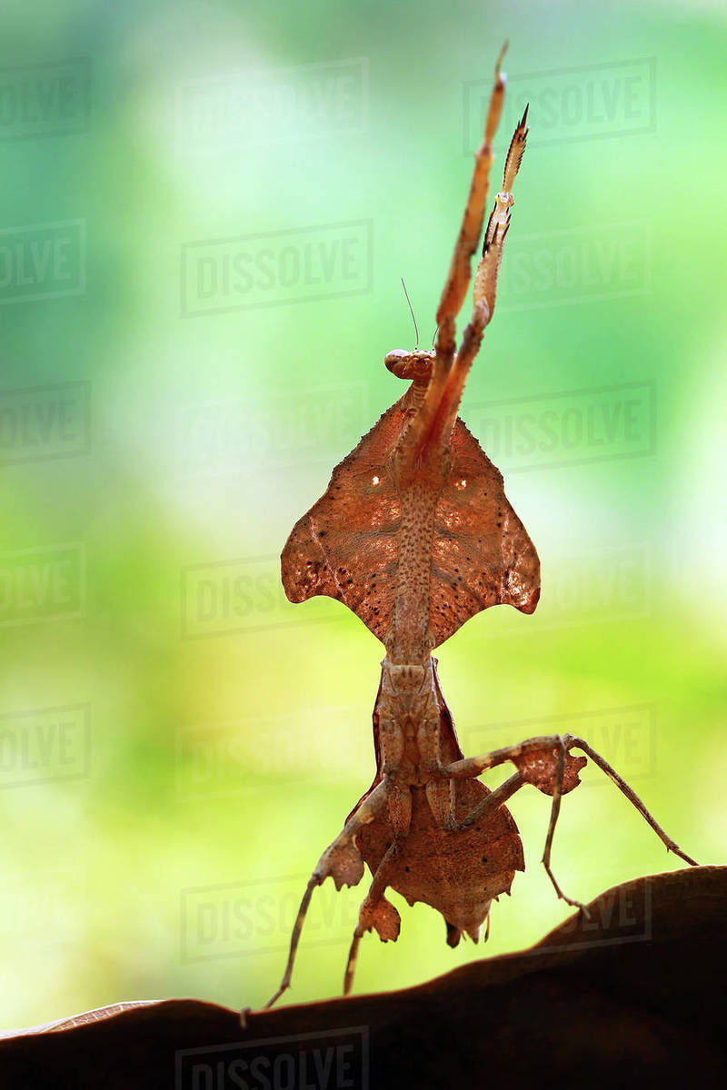 Praying mantis, Indonesia - Royalty-free Stock Photo | Dissolve