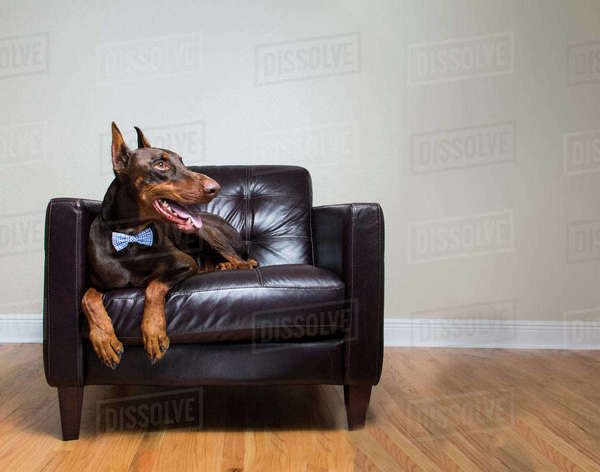 Red warlock doberman pinscher dog sitting on leather chair - Royalty ...