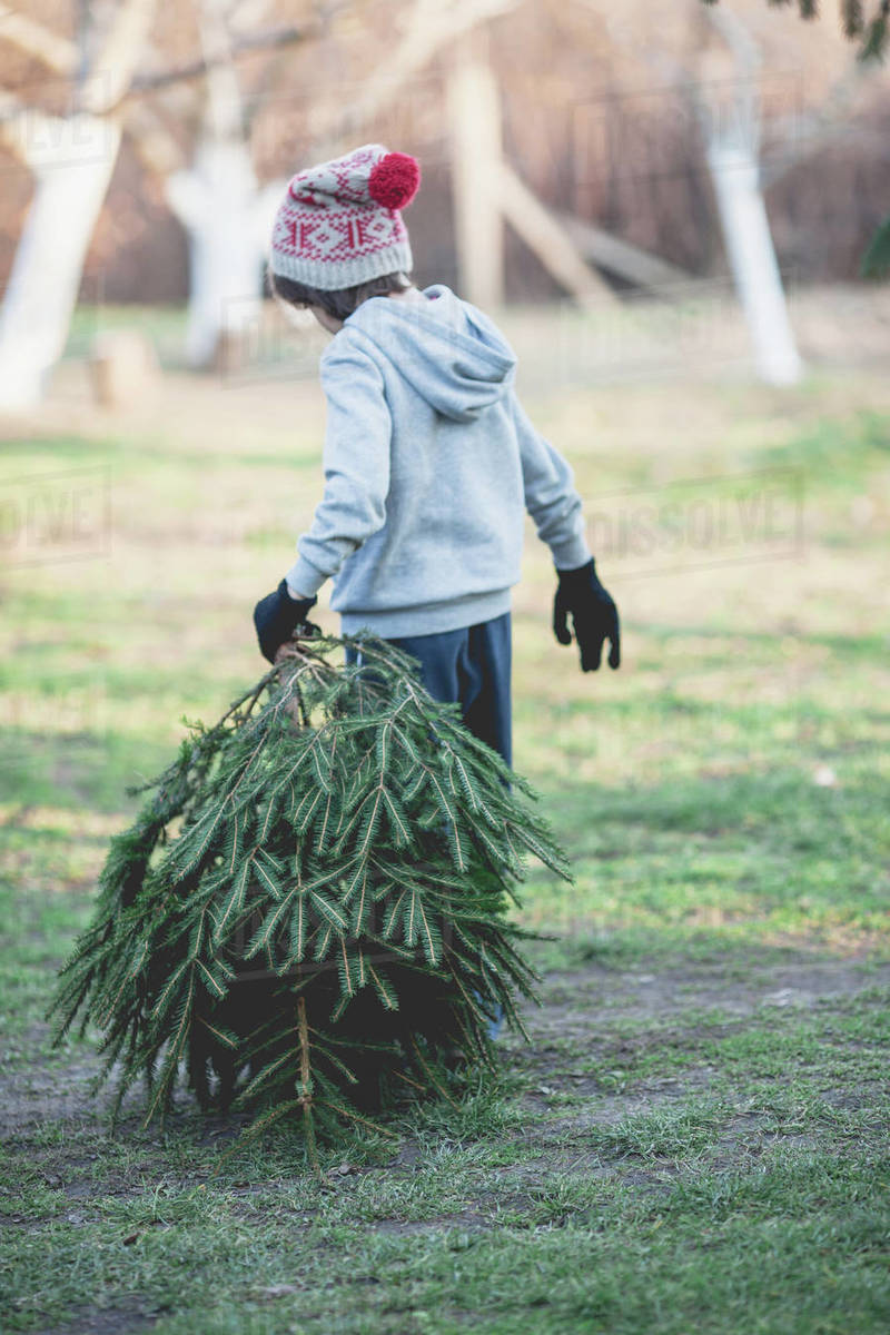Boy dragging Christmas tree rear view - Royalty-free Stock Photo | Dissolve
