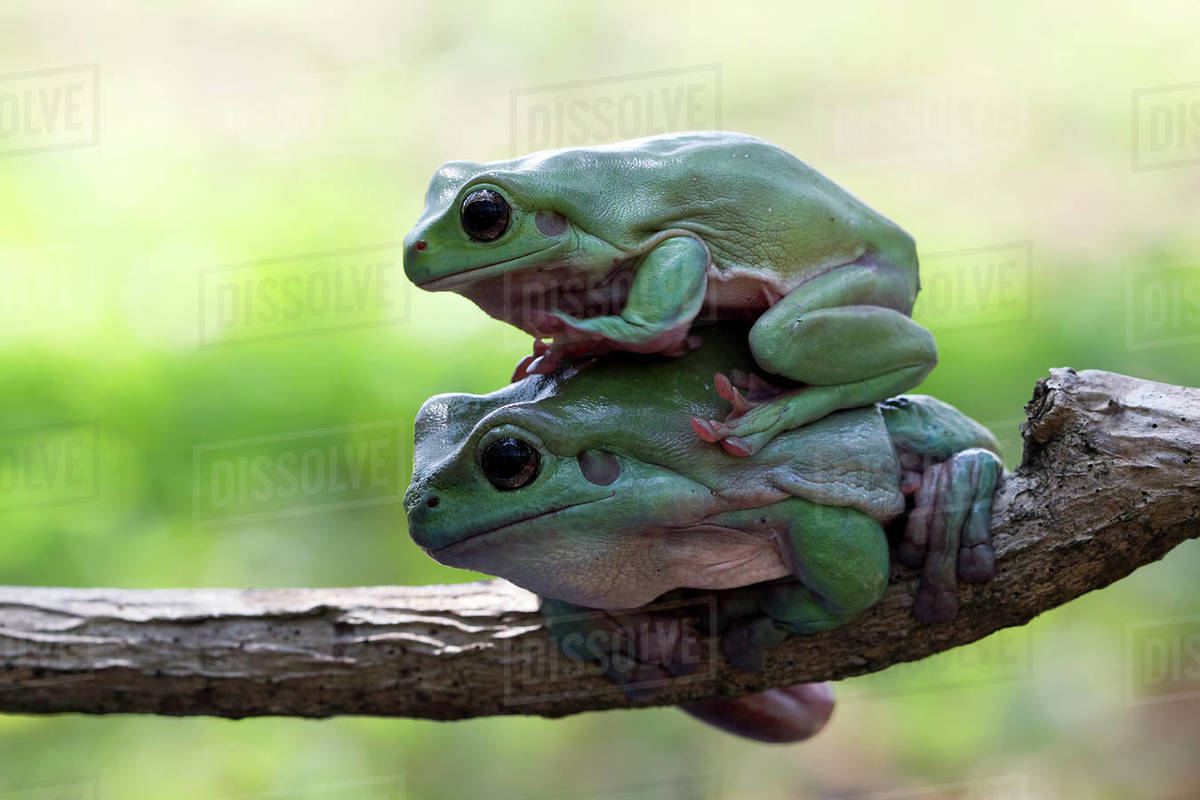 Two Dumpy tree frogs sitting on branch, Indonesia - Stock Photo - Dissolve