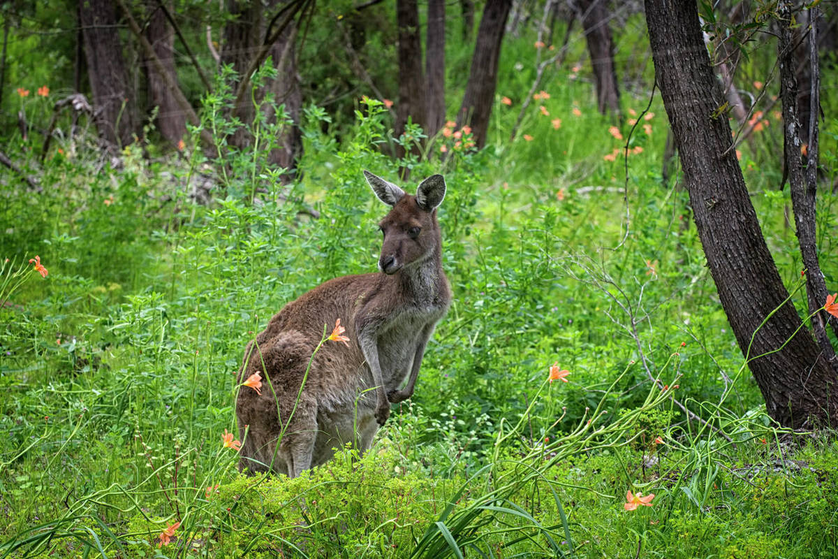 Portrait of a Kangaroo, Perth, Western Australia, Australia - Stock ...