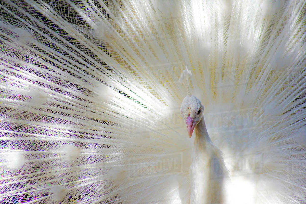 Portrait of a white peacock, South Africa - Stock Photo - Dissolve