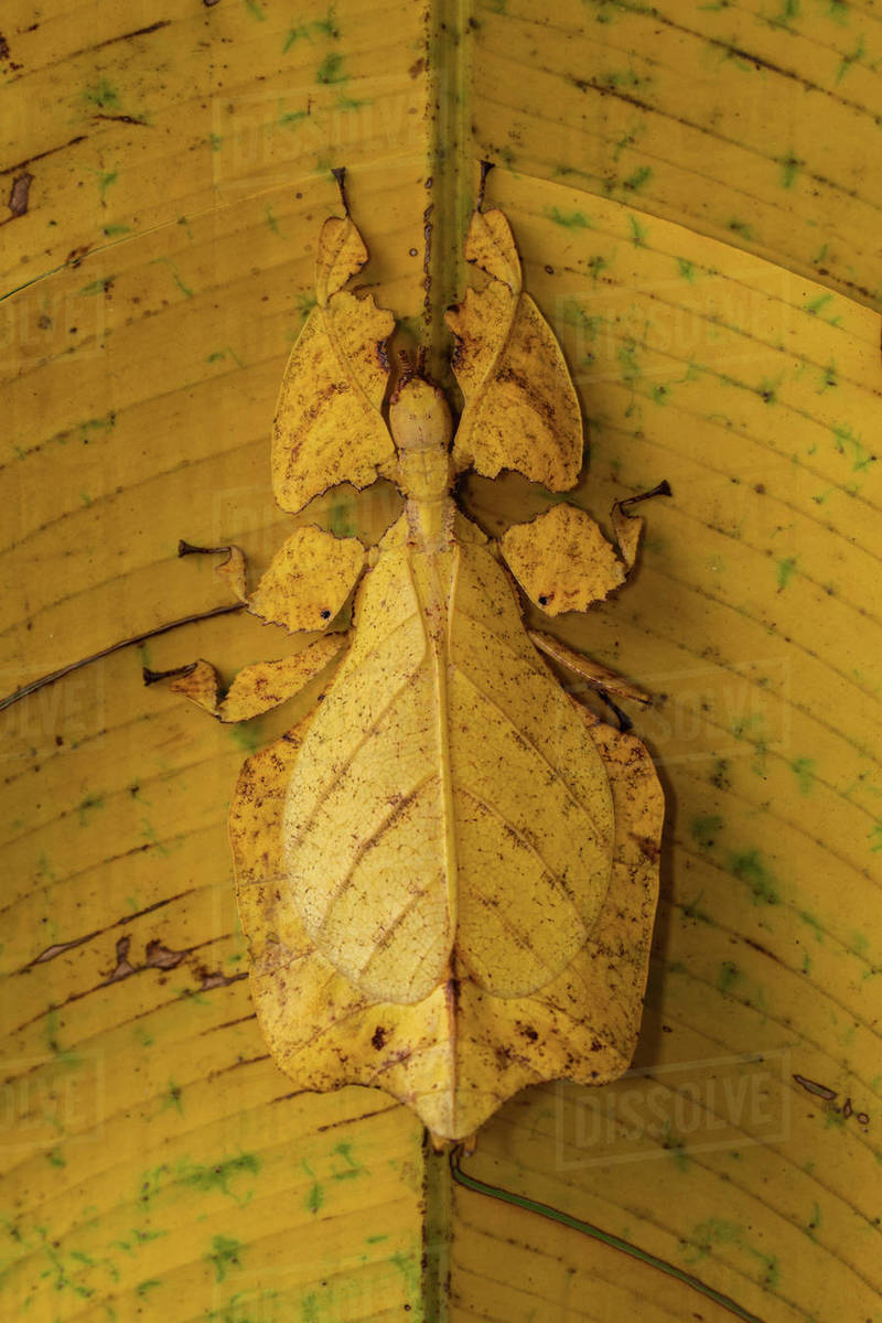Yellow mantis on a leaf, Sukabumi, West Java, Indonesia - Royalty-free ...