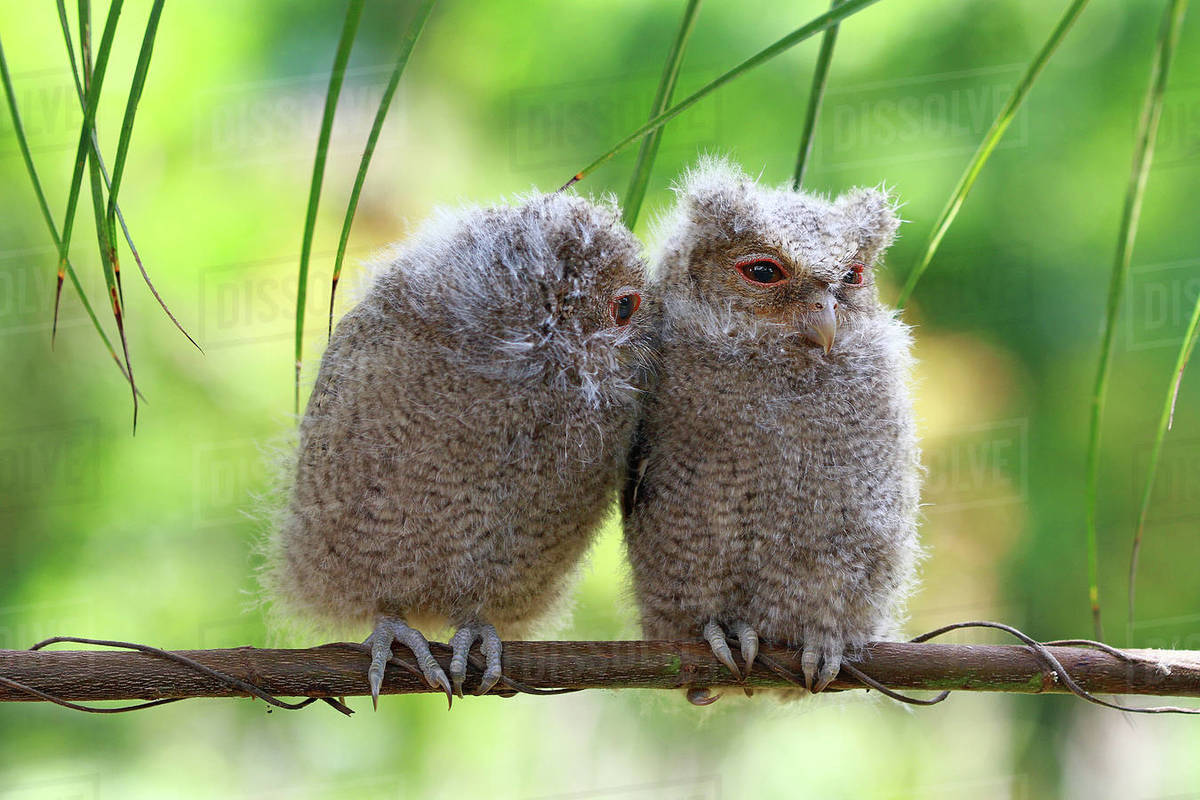 Two baby owls on a branch, Indonesia - Stock Photo - Dissolve