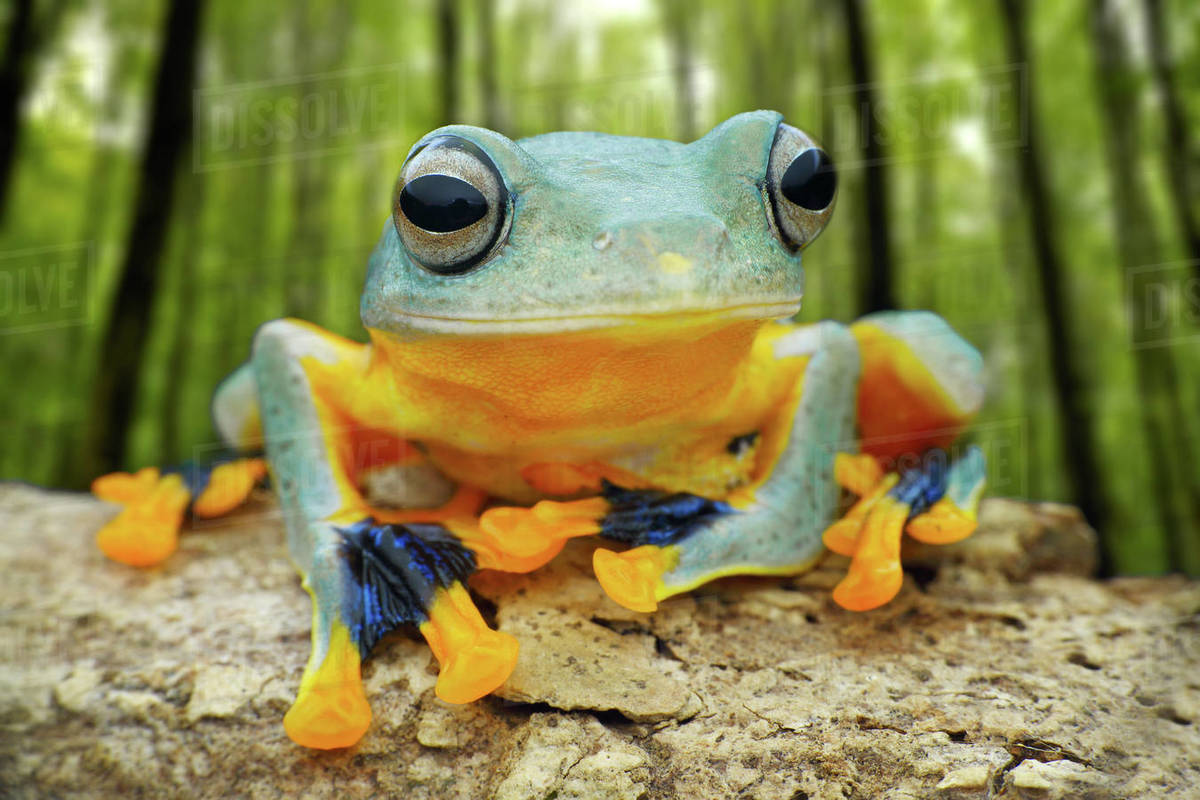 Close-up portrait of a tree frog sitting on a rock, Indonesia - Royalty ...