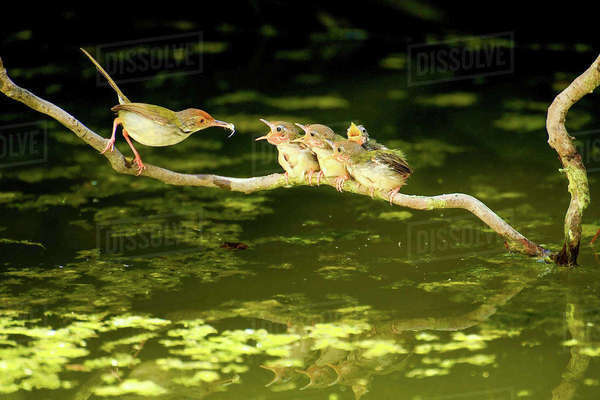 Pipi Bird feeding chicks - Royalty-free Stock Photo | Dissolve