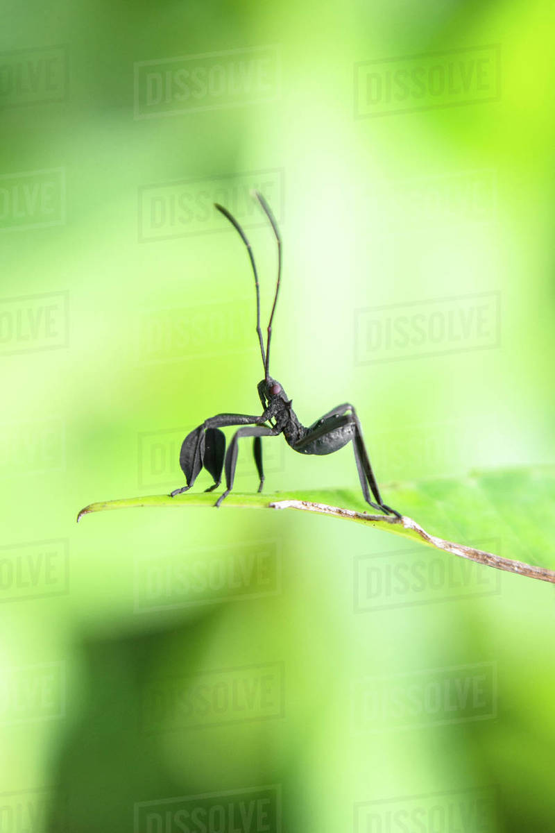 Insect on a leaf, Jakarta Selatan, Indonesia - Royalty-free Stock Photo ...
