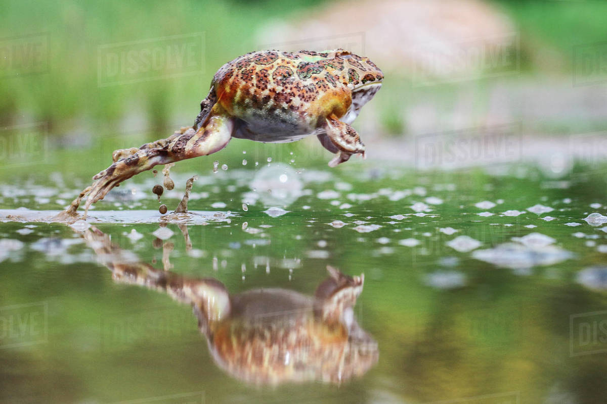 Pacman toad jumping out of water, Indonesia - Royalty-free Stock Photo ...