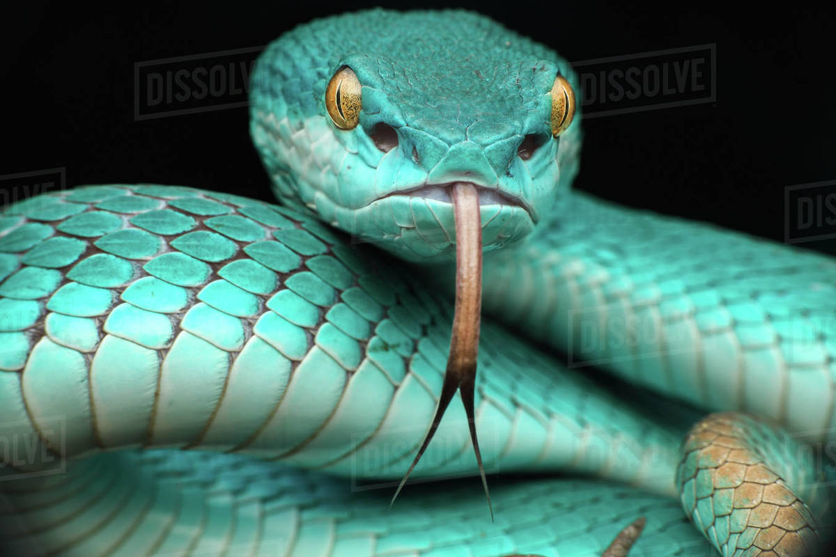 Close-up of Pit viper snake (Trimeresurus albolabris insularis ...