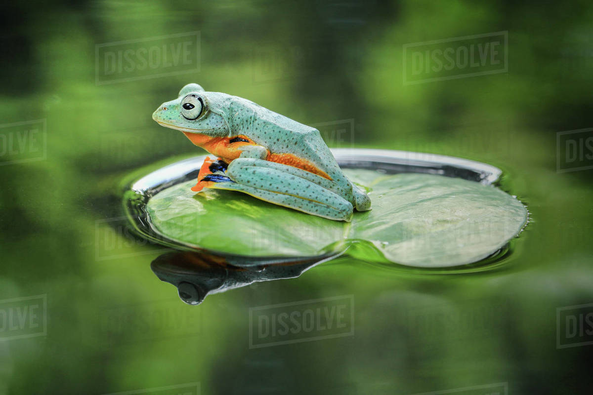 Frog sitting on lotus leaf, Indonesia - Stock Photo - Dissolve