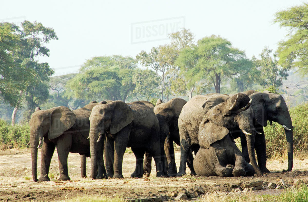 Elephants bathing in mud, Okavango, Botswana - Royalty-free Stock Photo ...
