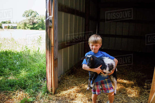 Boy carrying a goat on homestead - Stock Photo - Dissolve