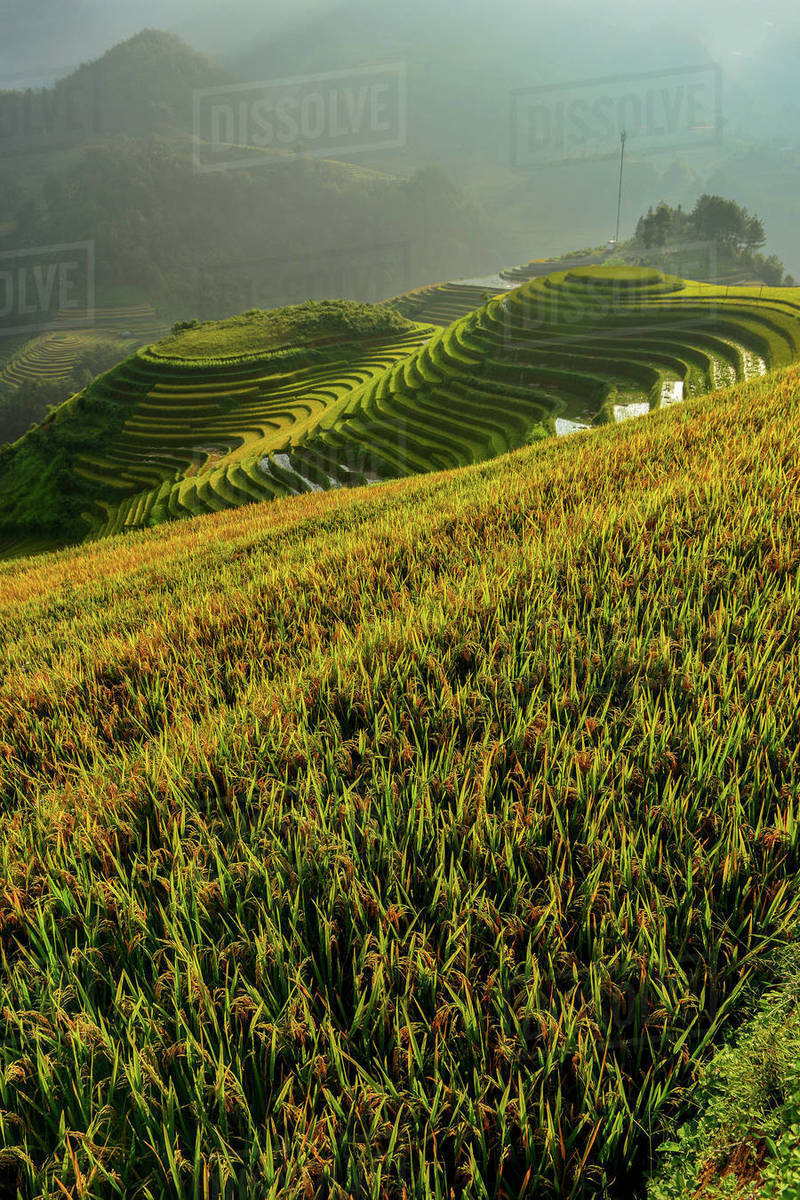 Terraced rice field, Mu Chang Chai, Vietnam - Royalty-free Stock Photo ...