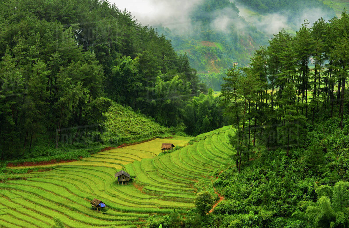 Terraced rice fields, Mu Chang Chai, Vietnam - Royalty-free Stock Photo ...