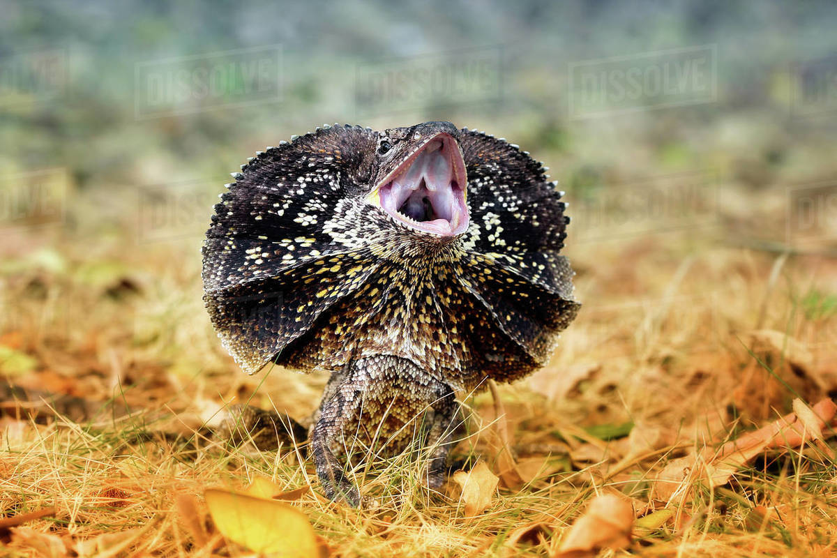 Angry frilled-neck lizard, Indonesia - Royalty-free Stock Photo | Dissolve