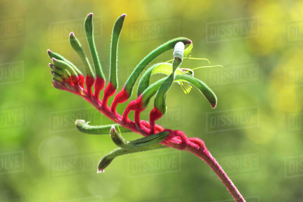 Kangaroo Paw flower, Australia - Royalty-free Stock Photo | Dissolve