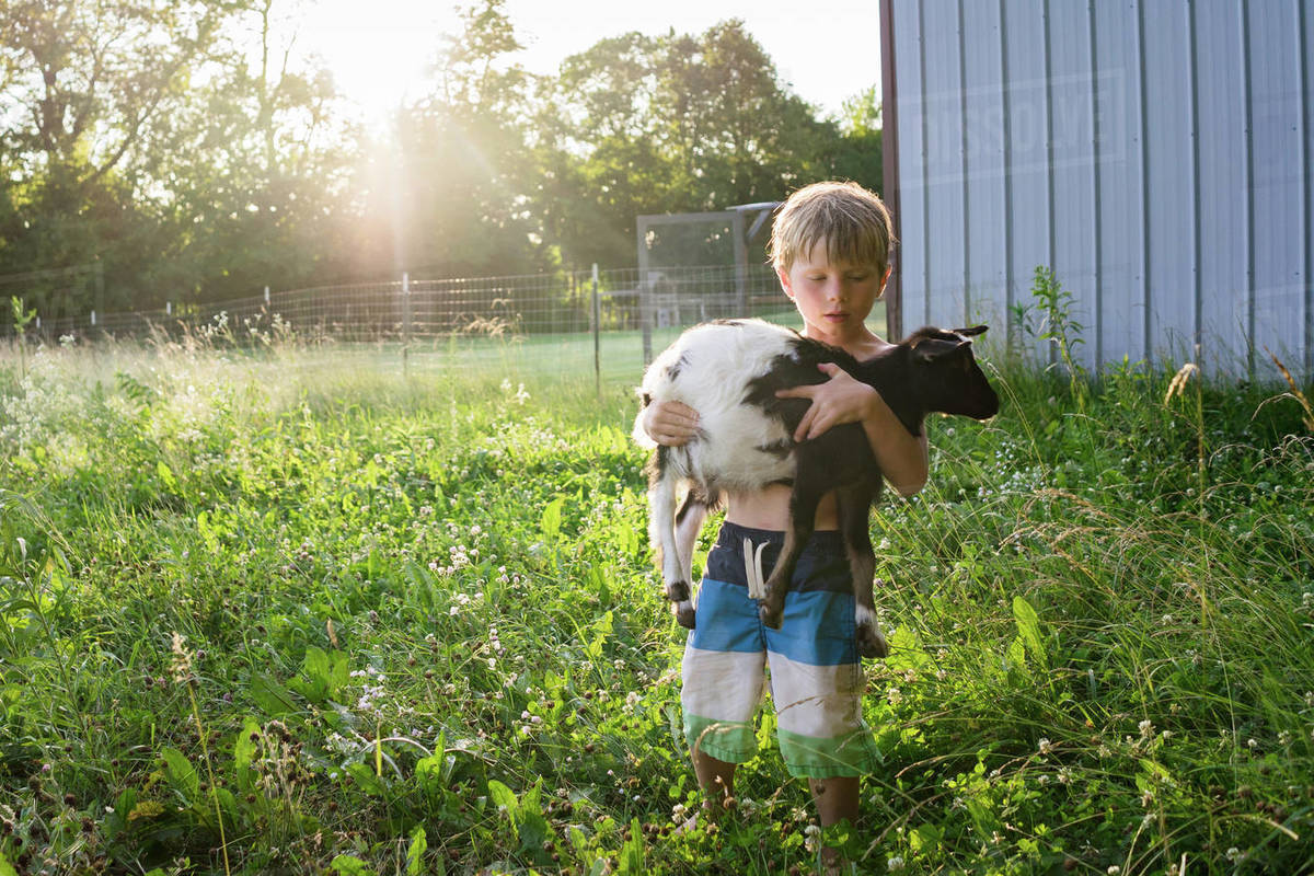 Boy carrying a goat - Stock Photo - Dissolve