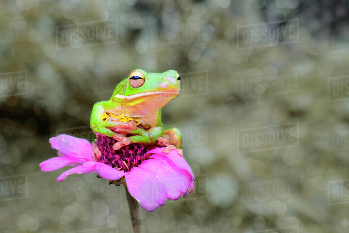 White-lipped tree frog on a flower, Gorontalo, Indonesia - Stock Photo ...