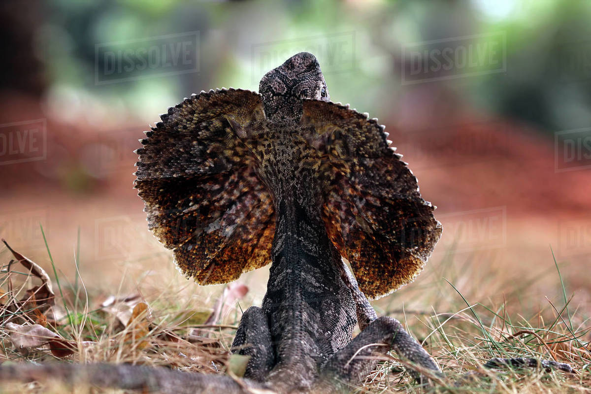 Angry frilled-neck lizard, Indonesia - Royalty-free Stock Photo | Dissolve