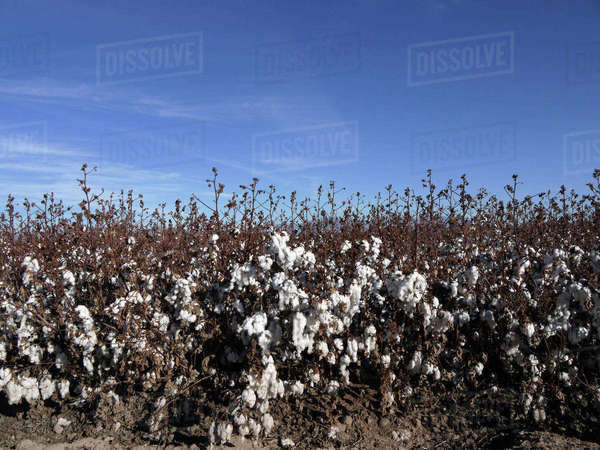 Cotton field, Tucson, Arizona, America, USA - Royalty-free Stock Photo ...