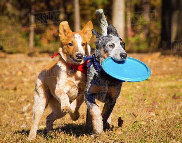 Two Australia cattle dog puppies playing with a frisbee - Stock Photo ...