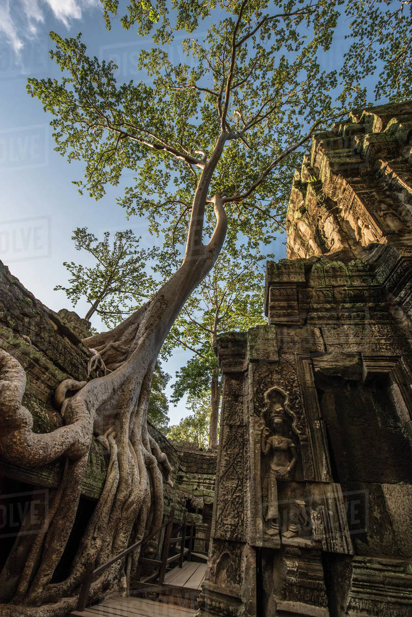 Tree root growing at Ta Prohm temple, Angkor Wat, Siem Reap, Cambodia ...