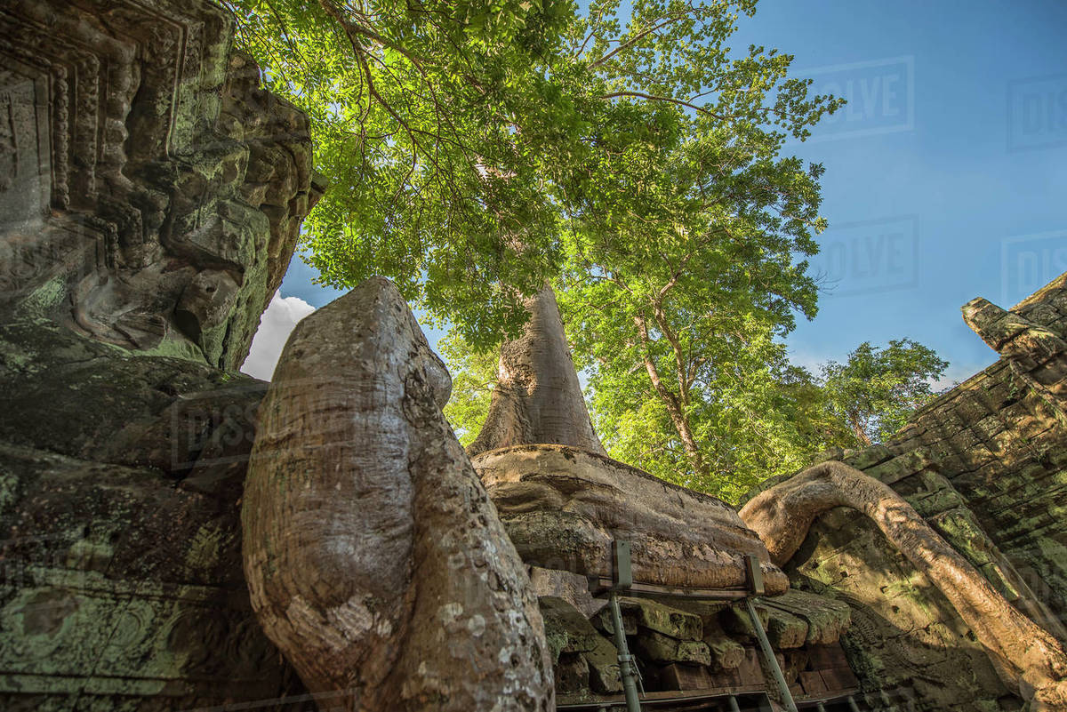 Tree root growing at Ta Prohm temple, Angkor Wat, Siem Reap, Cambodia ...