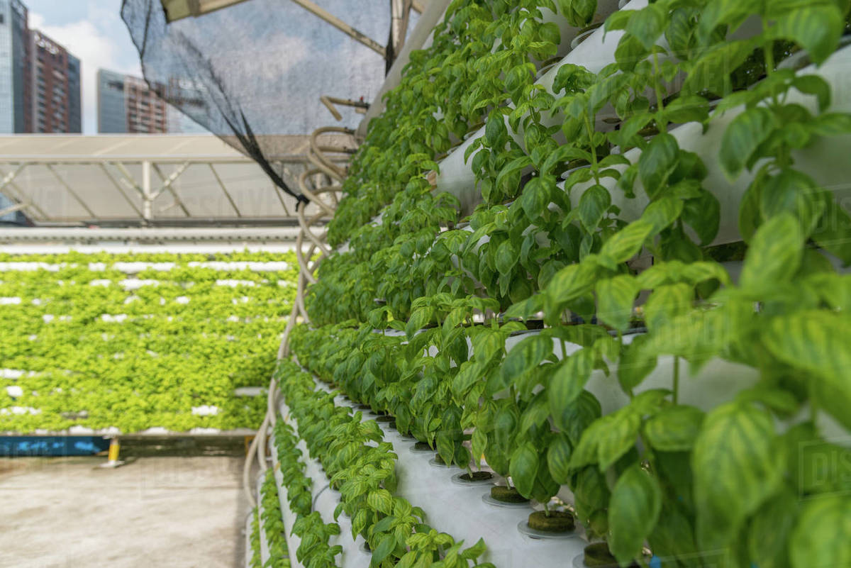 Vertical Farming, Singapore - Royalty-free Stock Photo | Dissolve